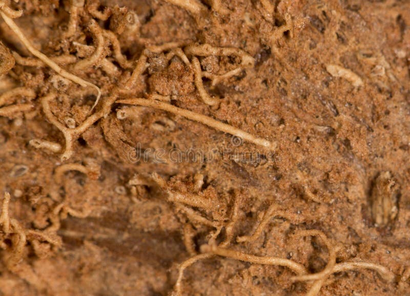 Pele El Coco Como Fondo Macro Estupenda Imagen de archivo - Imagen de ...