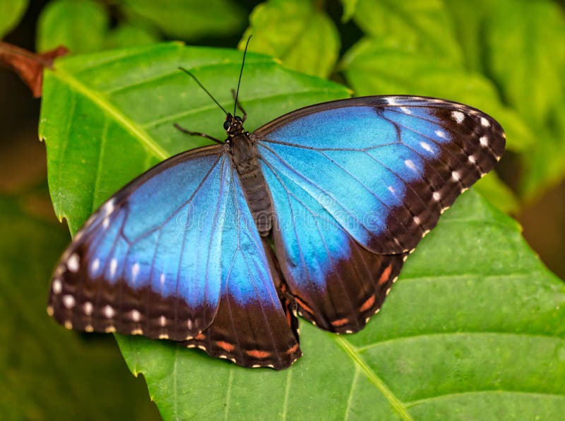 Peleida ' S Blue Morpho Butterfly in Papilonia Stock Afbeelding - Image of groen, weide: 174907847