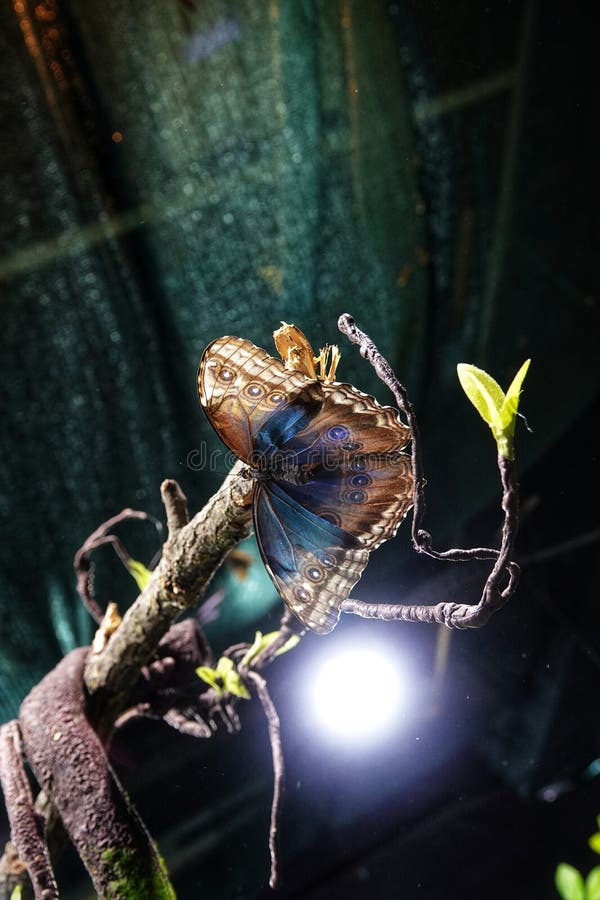 Peleides Blue Morpho, Common Morpho or the Emperor Butterfly at Antipa ...