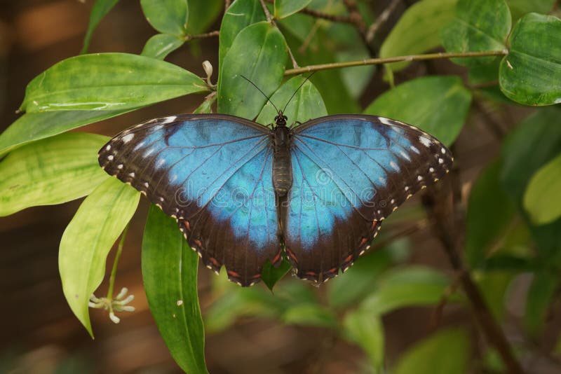 Peleides Blue Morpho - Mopho Peleides Stock Photo - Image of insect ...