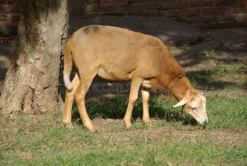 Pelibuey in Nicaragua stock image. Image of domestic - 51254657