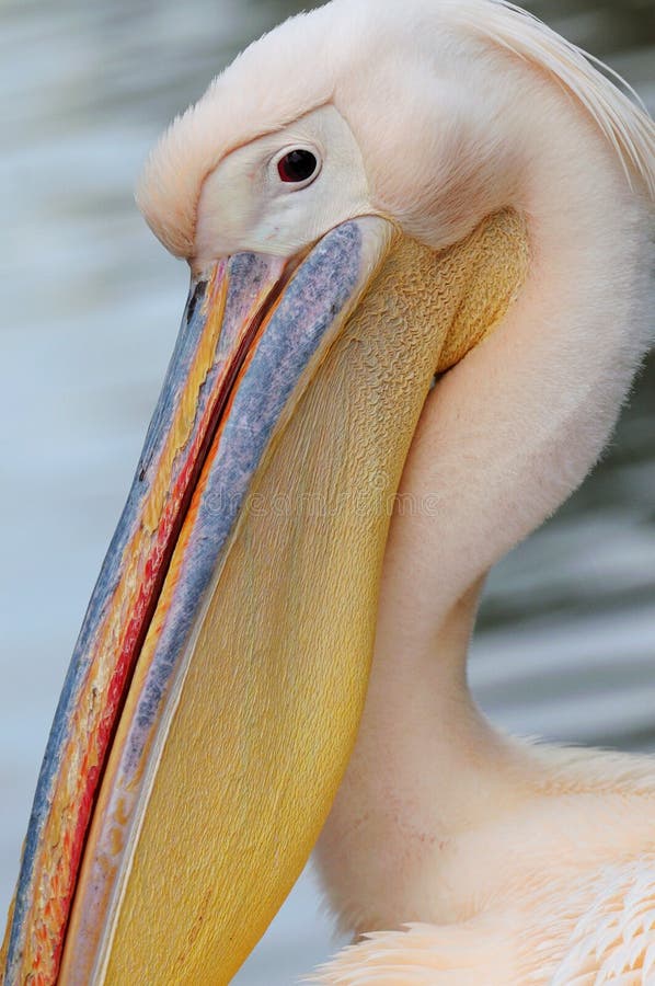 Brown pelican head stock photo. Image of feathers, stare - 23661650