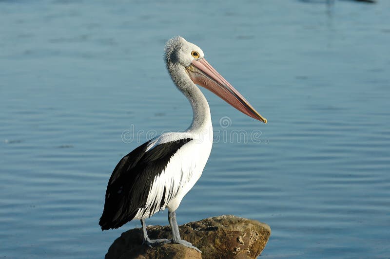 Pelican stock photo. Image of pellicani, mare, pelican - 10744086