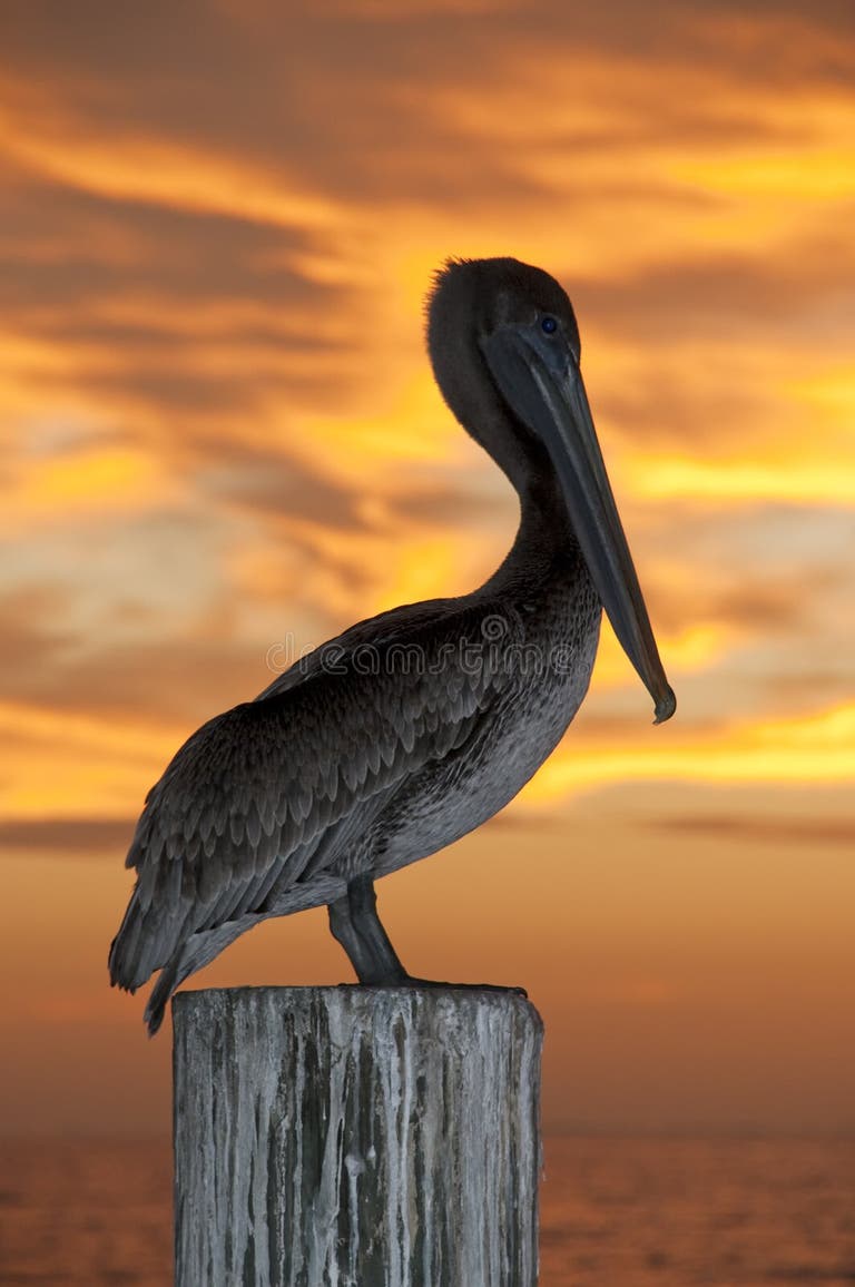 4,729 Pelican Sunset Stock Photos - Free & Royalty-Free Stock Photos ...
