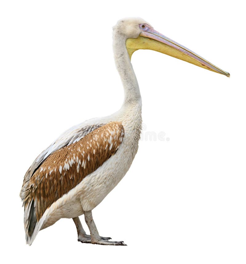 Calf Muscle stock photo. Image of fitness, toes, foot - 2240002