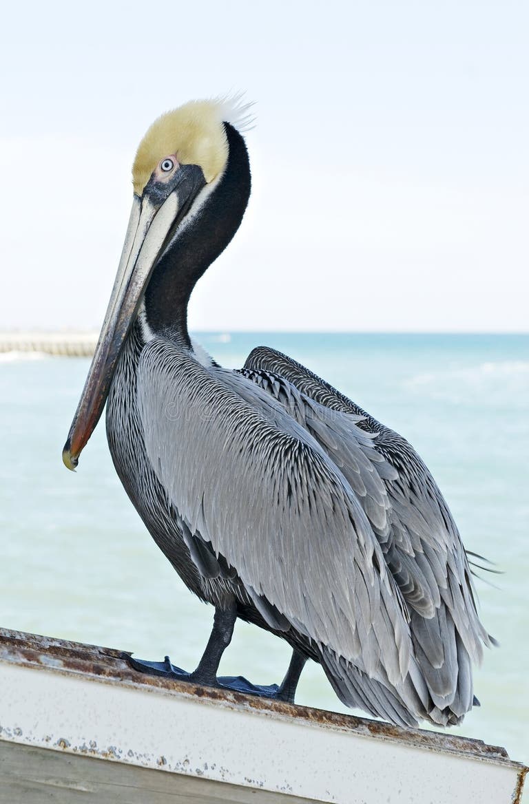 4,329 Pelican Standing Stock Photos - Free & Royalty-Free Stock Photos ...