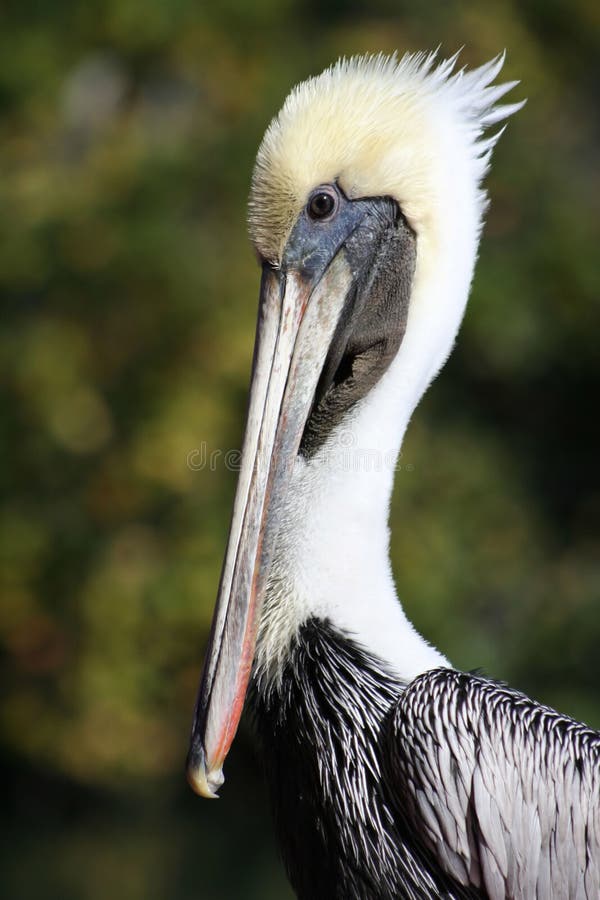 Pelican stock image. Image of beak, feather, alicedehaven - 1535325