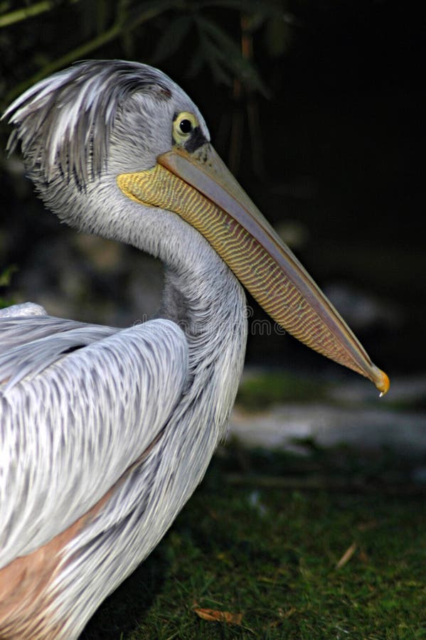 Pelican Picture. Image: 1656535