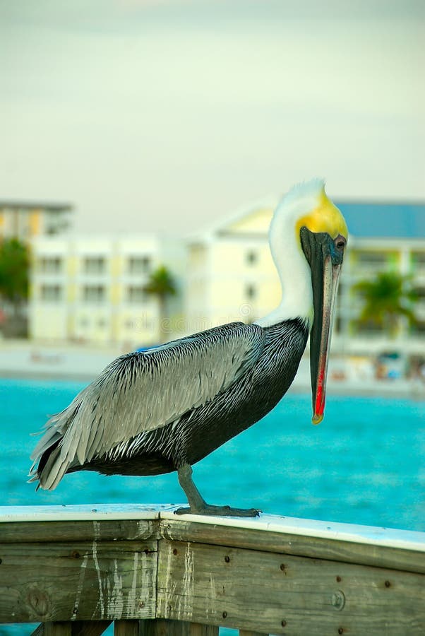 Pelican stock image. Image of pelecanus, totipalmate, beak - 1676527