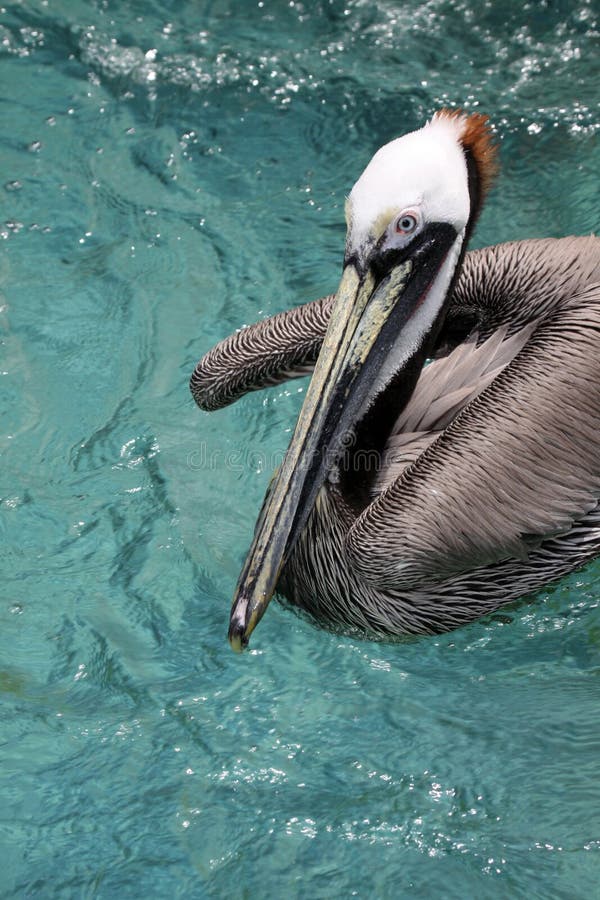 Pelican stock photo. Image of wild, ripple, wildlife - 19202142