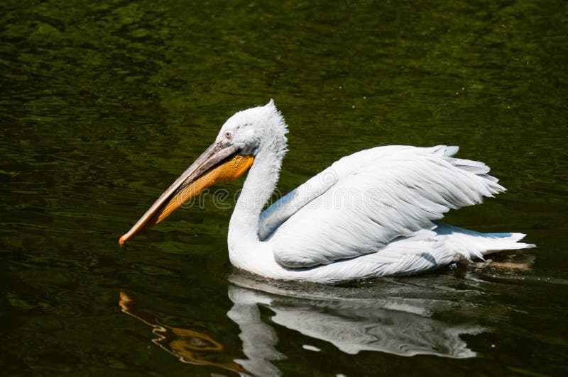 Pelican stock image. Image of animal, still, blue, pelican - 21505243