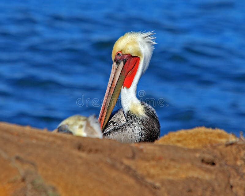 Colorful Pelican stock photo. Image of rica, pelican - 116938166