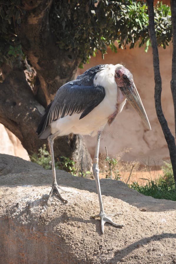 Pelican stock image. Image of baldicoot, grey, african - 23317165