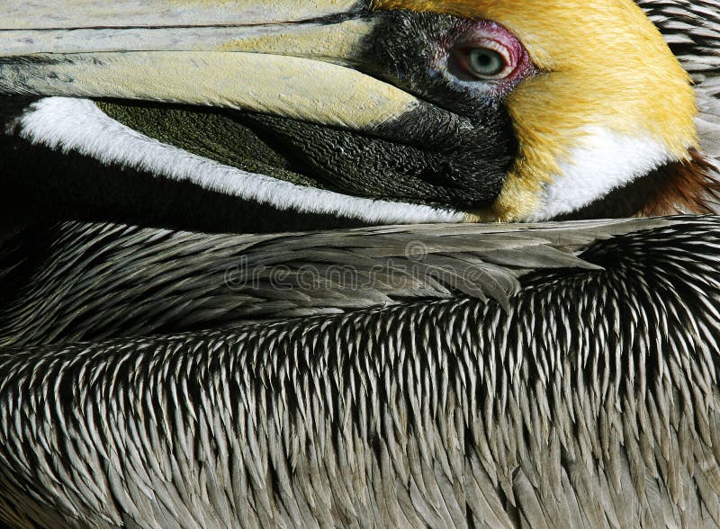 Colorful Pelican stock photo. Image of rica, pelican - 116938166
