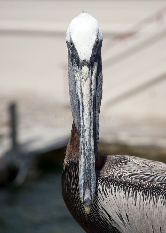 Pelican stock image. Image of beek, staring, forehead - 28675775