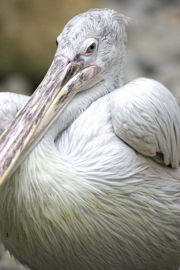 Pelican Picture. Image: 3676645