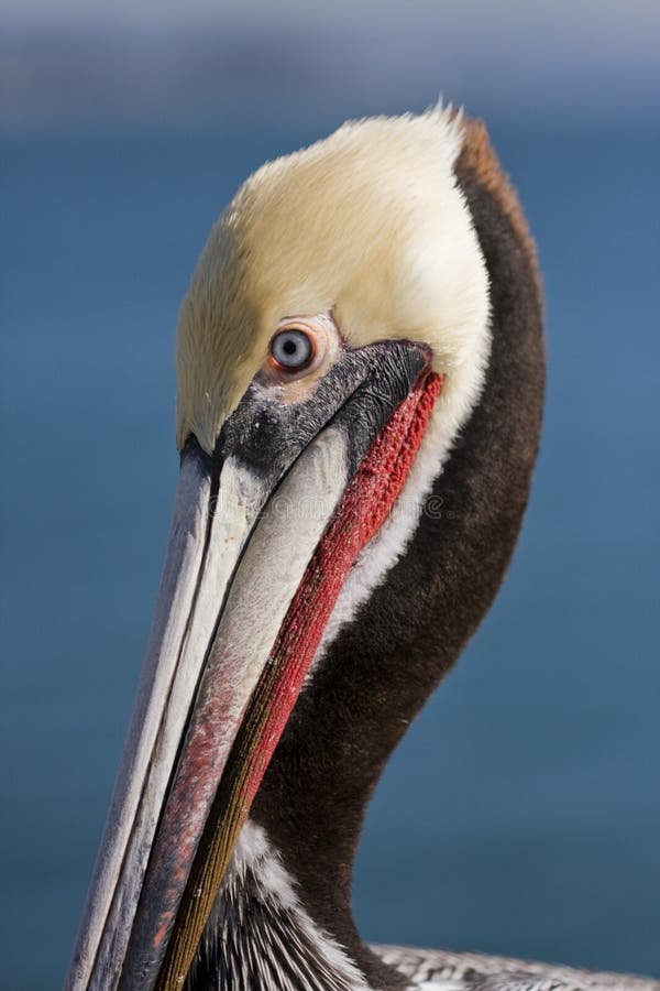 Brown pelican head stock photo. Image of feathers, stare - 23661650