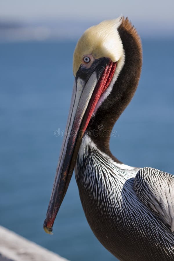 Pelican stock image. Image of summer, colorfull, occidentalis - 4292679