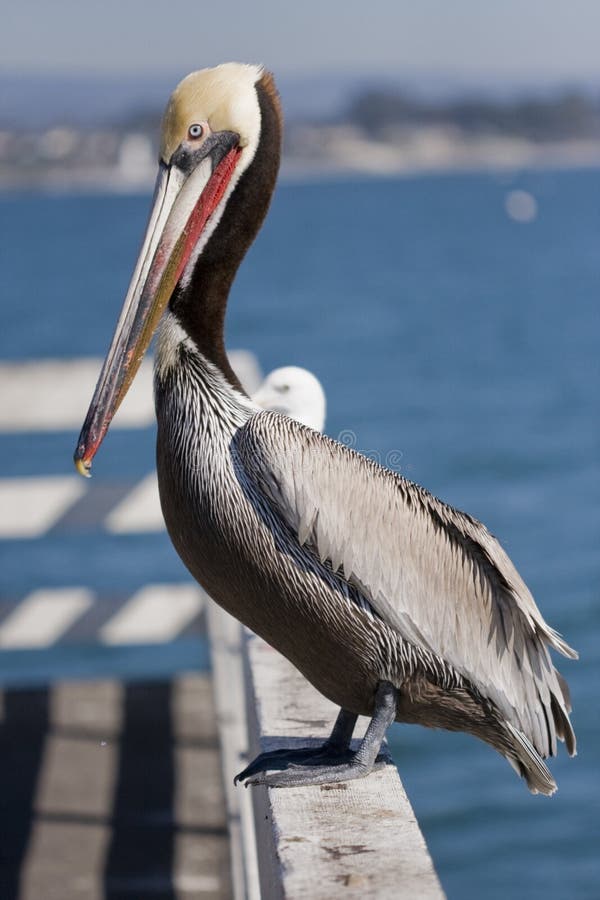 Brown pelican bird stock image. Image of ocean, profile - 25354997