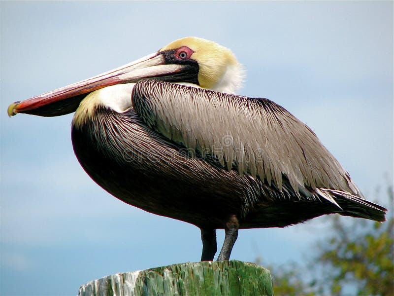 Pelican Picture. Image: 4537563