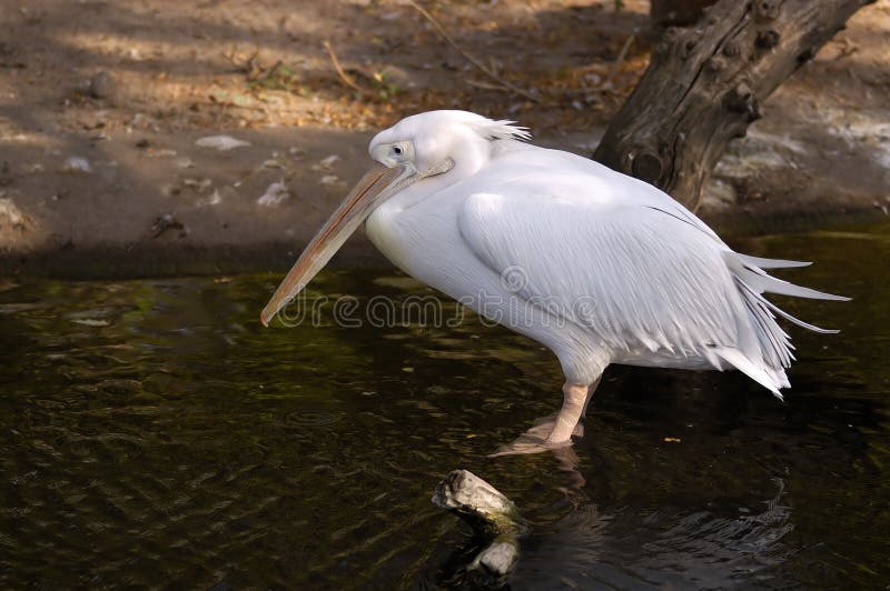 Pelican Picture. Image: 52057