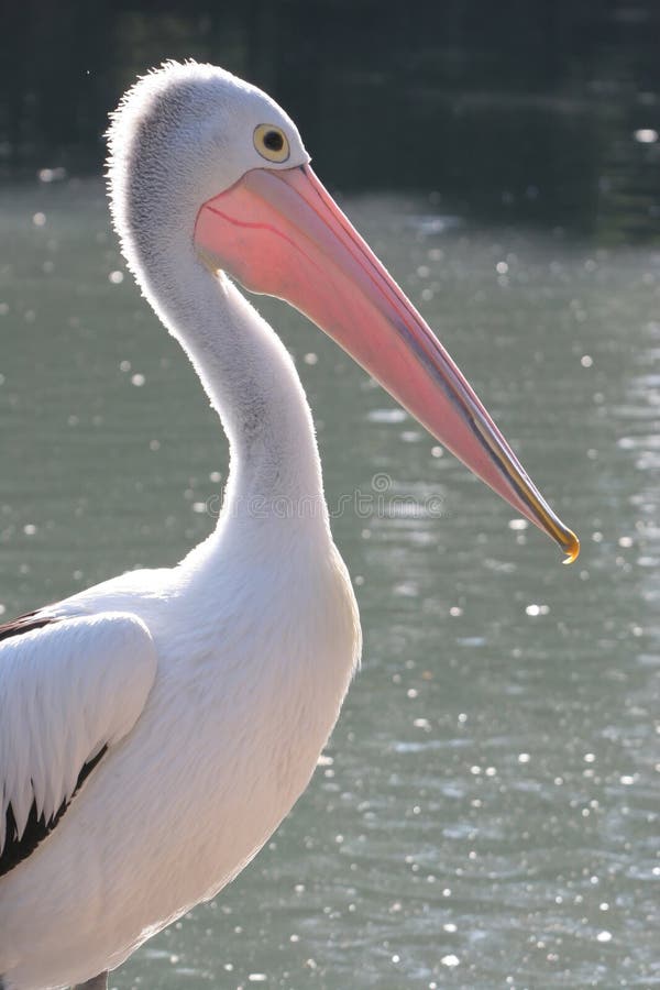 Pelican stock photo. Image of nature, pelicans, bird, brown - 5243466