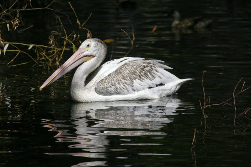 Pelican Picture. Image: 608696