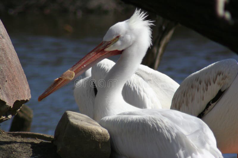 Pelican Picture. Image: 612354