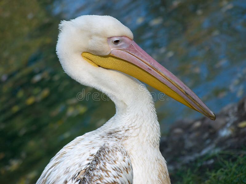 Pelican stock image. Image of pelican, nature, wildlife - 7286061