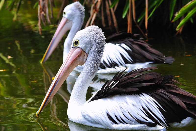 Pelican stock image. Image of bird, australian, beak, pouch - 7651929