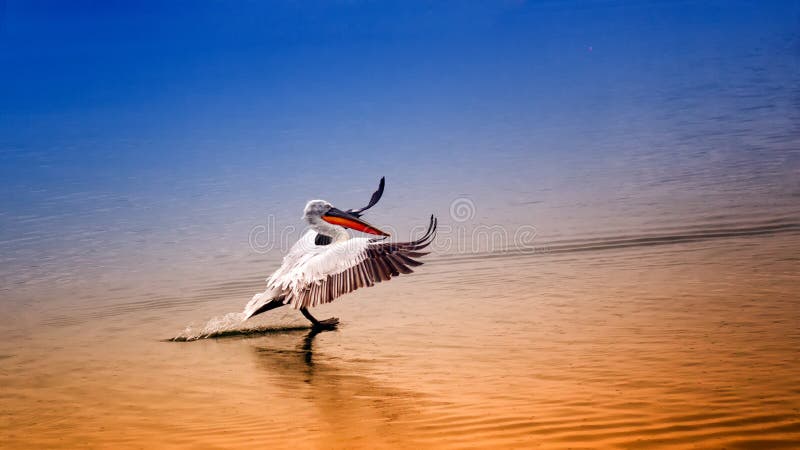Pelican alighting stock image. Image of alighting, braking - 60728267