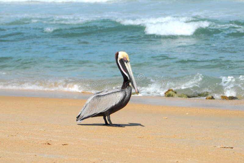 Pelican Beach stock image. Image of birds, beauty, bird - 29252021