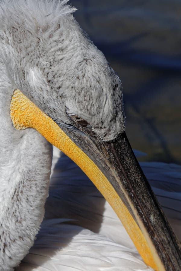 Pelican beak stock image. Image of nature, white, plumage - 92683407