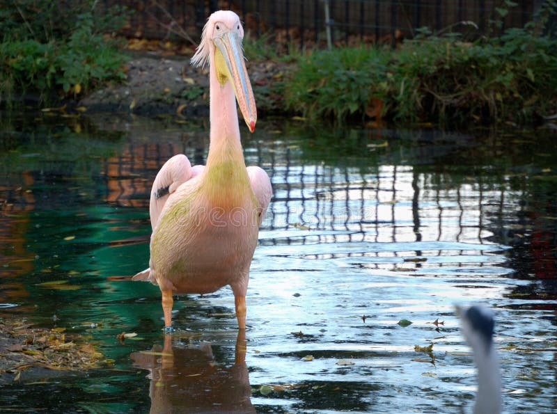 Pelican stock photo. Image of pelican, nature, animal - 38682142