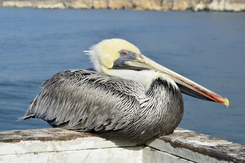Pelican stock photo. Image of fish, animals, bird, america - 46929118