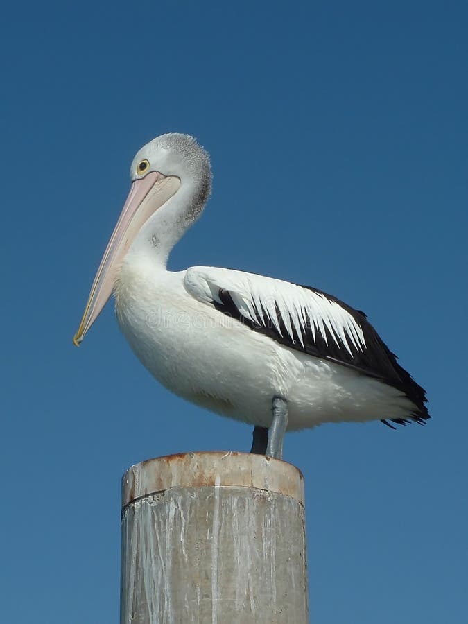 Pelican Bird stock photo. Image of pelican, white, ocean - 1107504