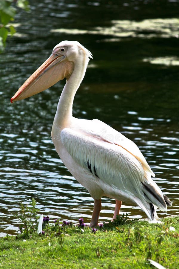 Pelican Bird stock photo. Image of pelican, animal, endangered - 92790540