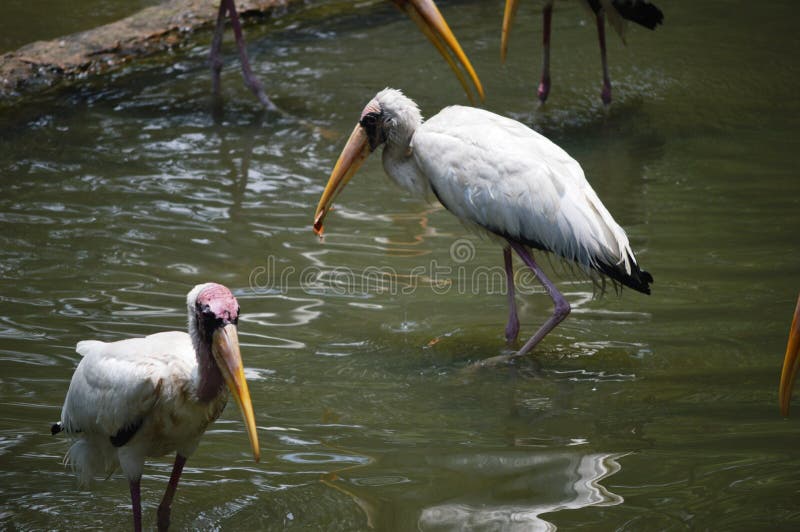 PELICAN BIRD stock image. Image of life, flock, nature - 92276981