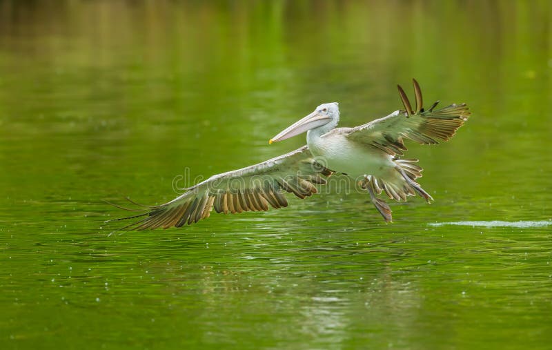 Pelican bird flying stock photo. Image of elegant, pelican - 33622206