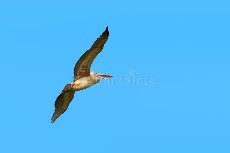 Pelican bird flying stock image. Image of natural, bird - 90465823