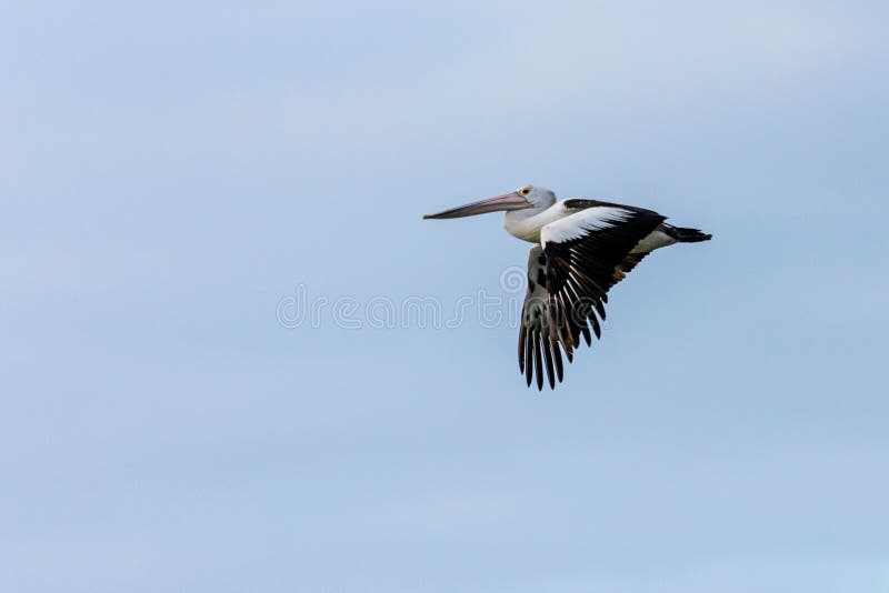 Pelican bird mid flight stock image. Image of wings - 268372395