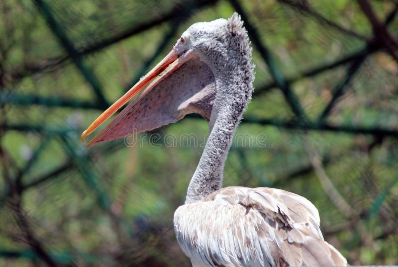 Pelican Bird Searching for Food Stock Image - Image of lake, flap ...