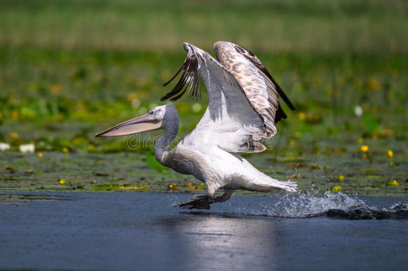 Pelican Bird Taking Off Over a Lake Stock Photo - Image of migratory ...