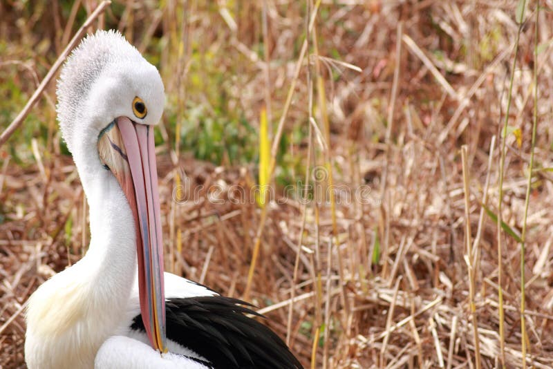 Pelican bird in the wild stock photo. Image of famous - 156794562