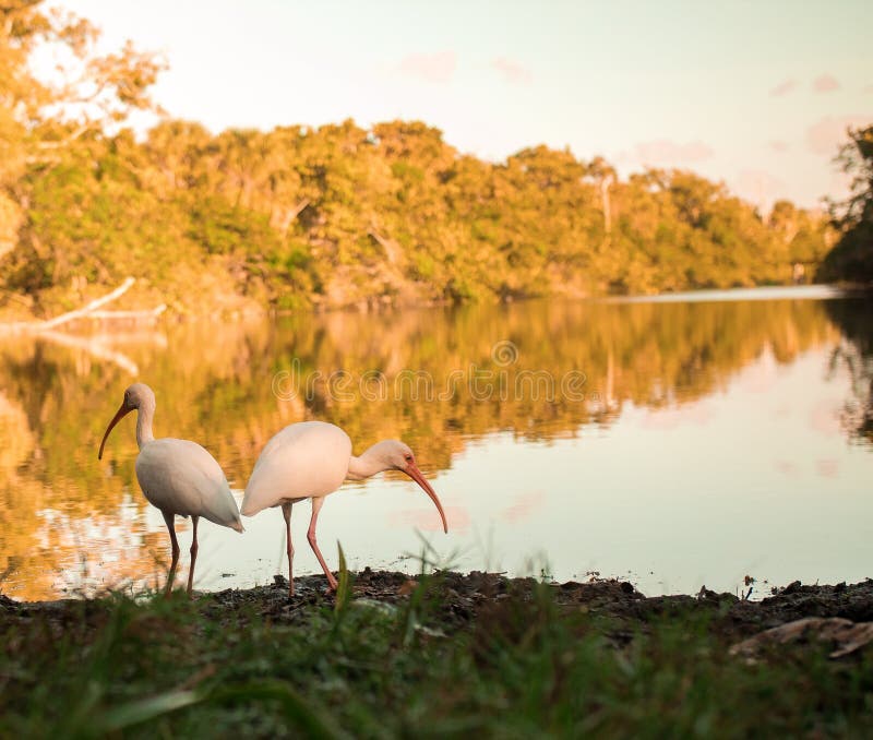 Pelican Birds Grazing by the Water Stock Photo - Image of autumn ...