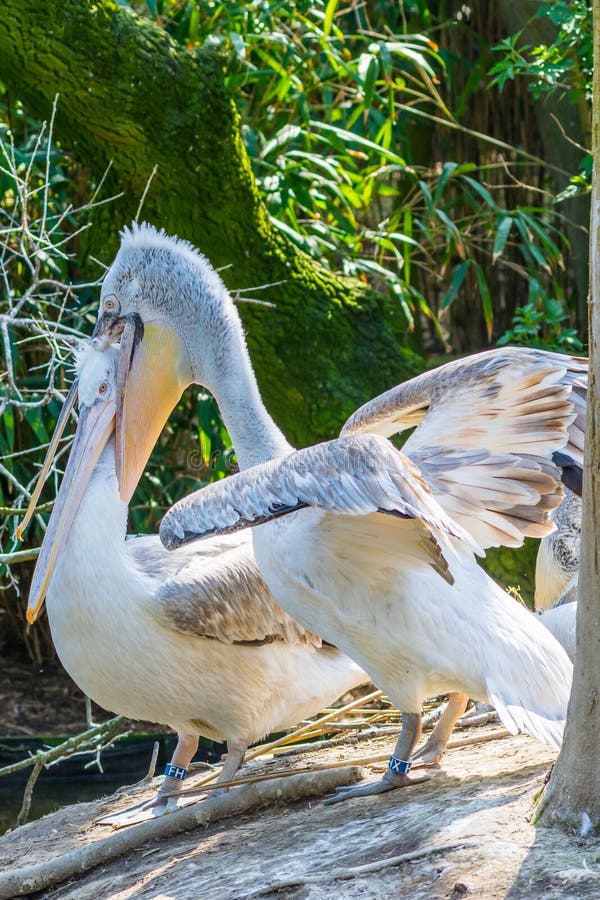 Pelican Biting Stock Photos - Free & Royalty-Free Stock Photos from ...