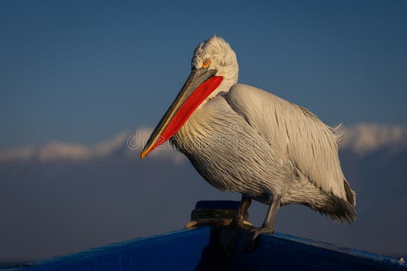 Pelican in Bow of Boat Eyeing Camera Stock Image - Image of horizontal ...