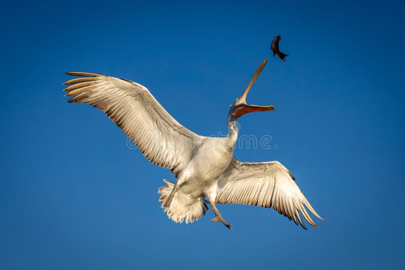 Pelican Catches Fish in Clear Blue Sky Stock Photo - Image of nature ...