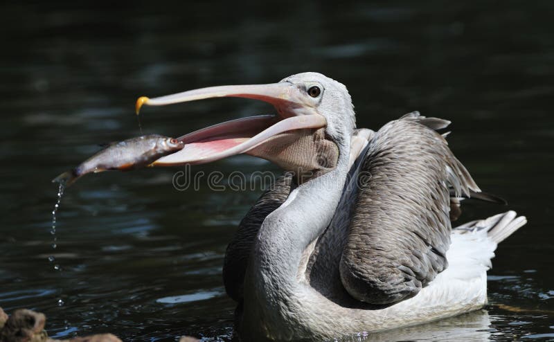 Pelican catching some fish stock photo. Image of closeup - 10070230