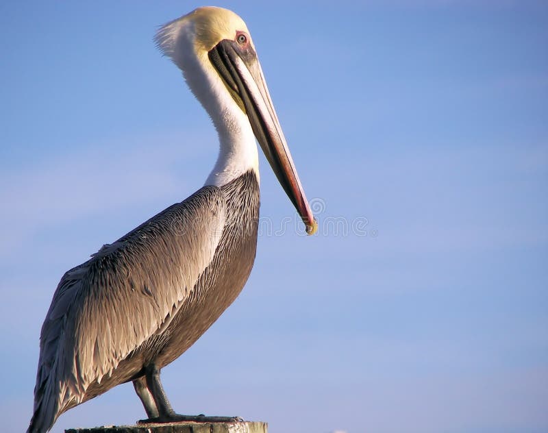 Pelican on the Bayou stock photo. Image of pelicans, nature - 63953348